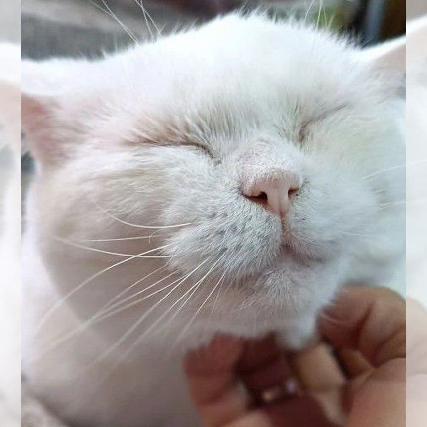 Взрослый кот в добрые руки