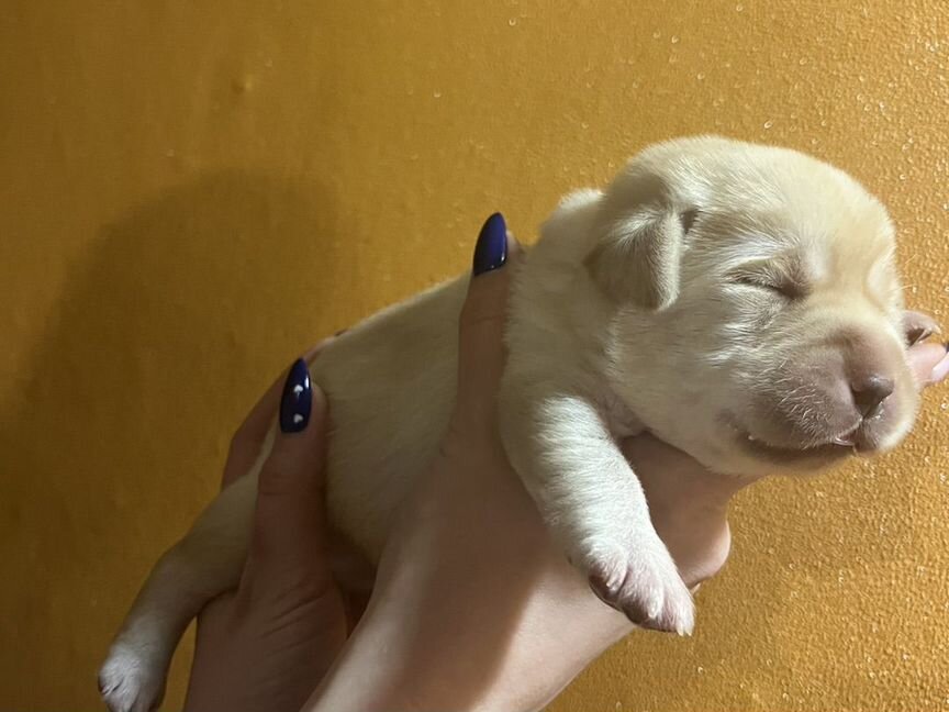 Лабрадор ретривер щенки