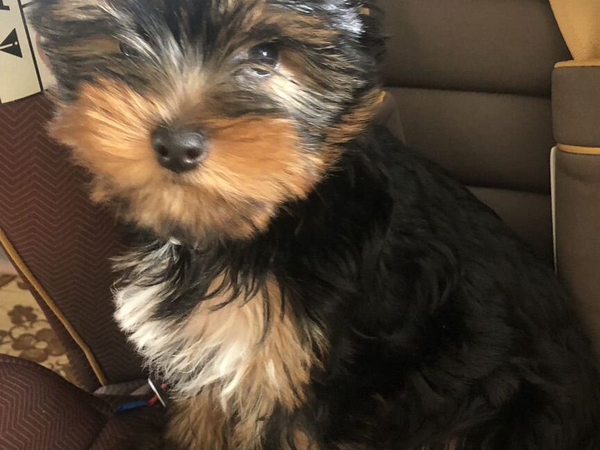 Йоркширский терьер