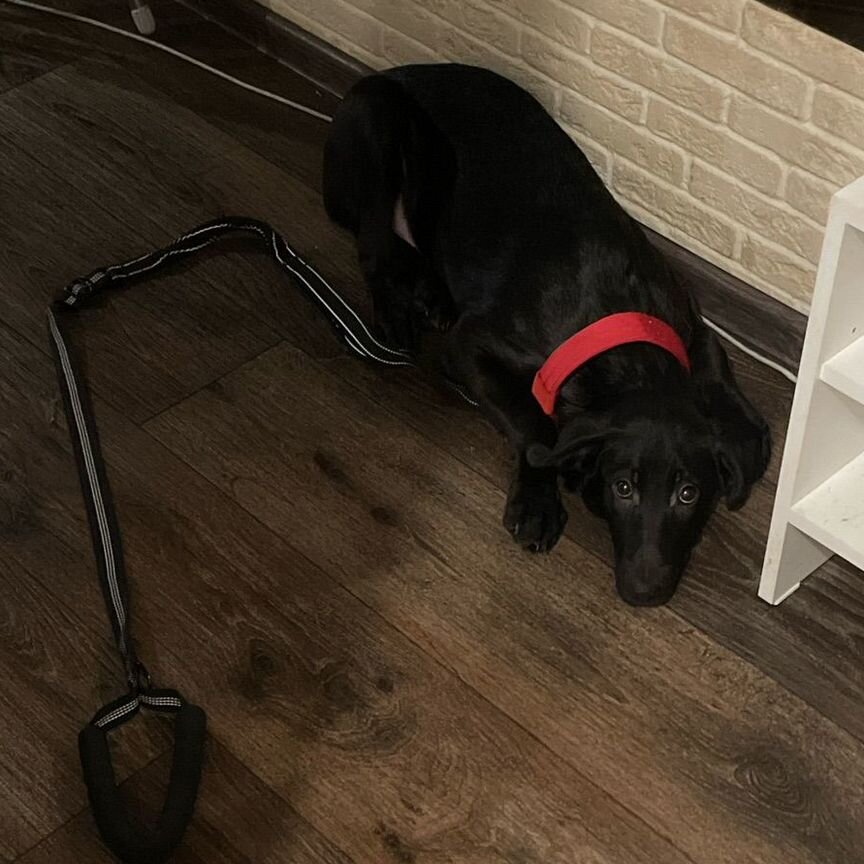 Щенок в добрые руки