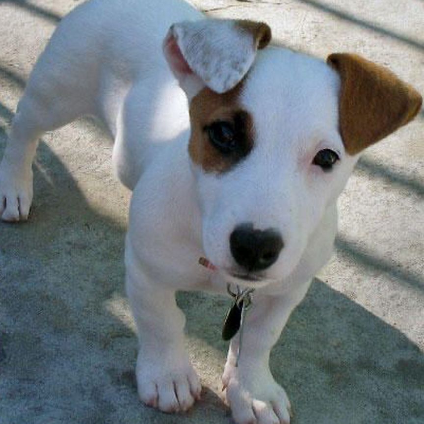 Джек рассел терьер щенок