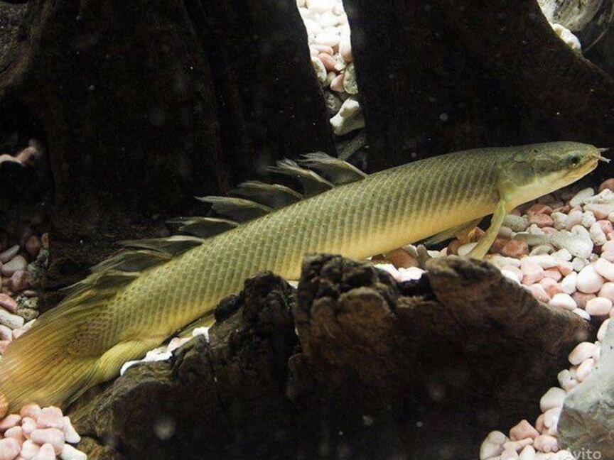 Полиптерус Сенегальский