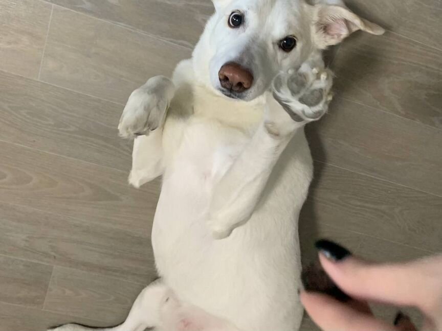 Пес Каспер очень ищет дом