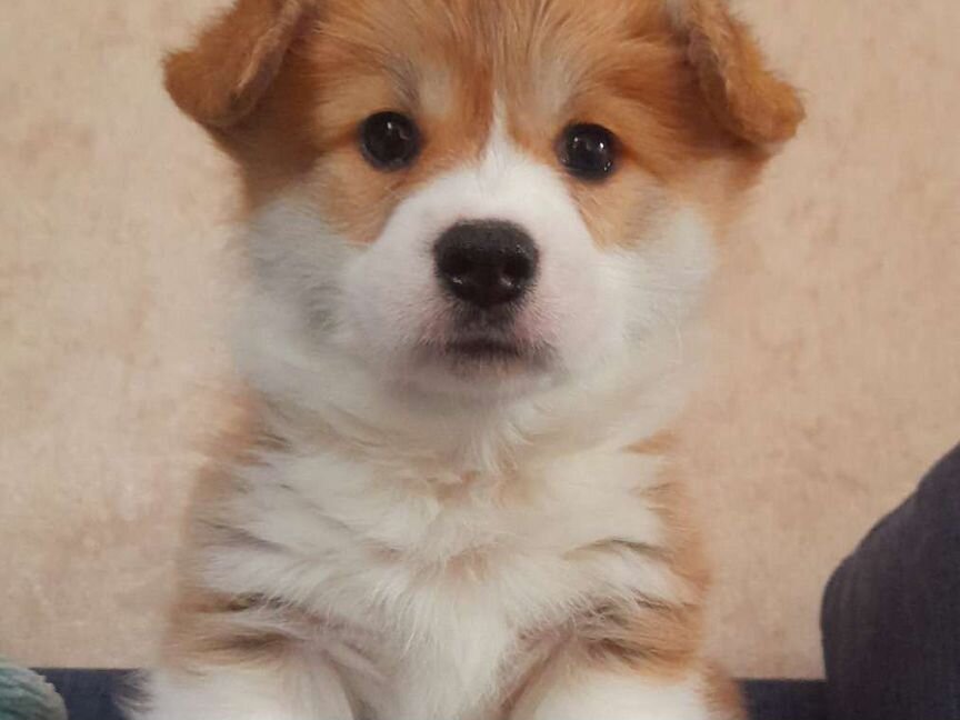 Вельш-корги пемброк