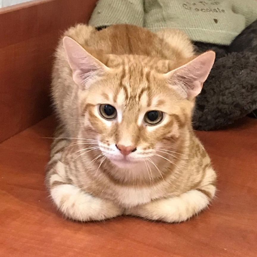 Малыш рыжик в добрые ручки