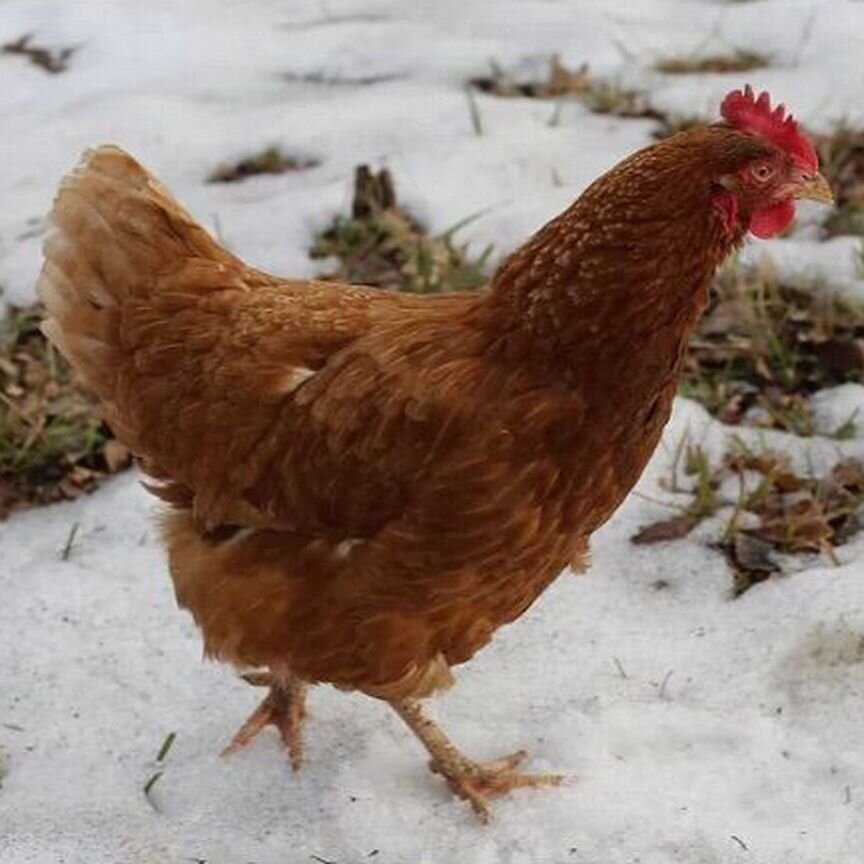 Курица домашняя живая