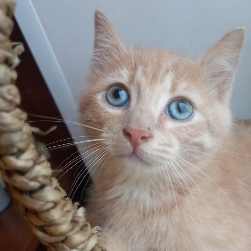 Рыжий котенок