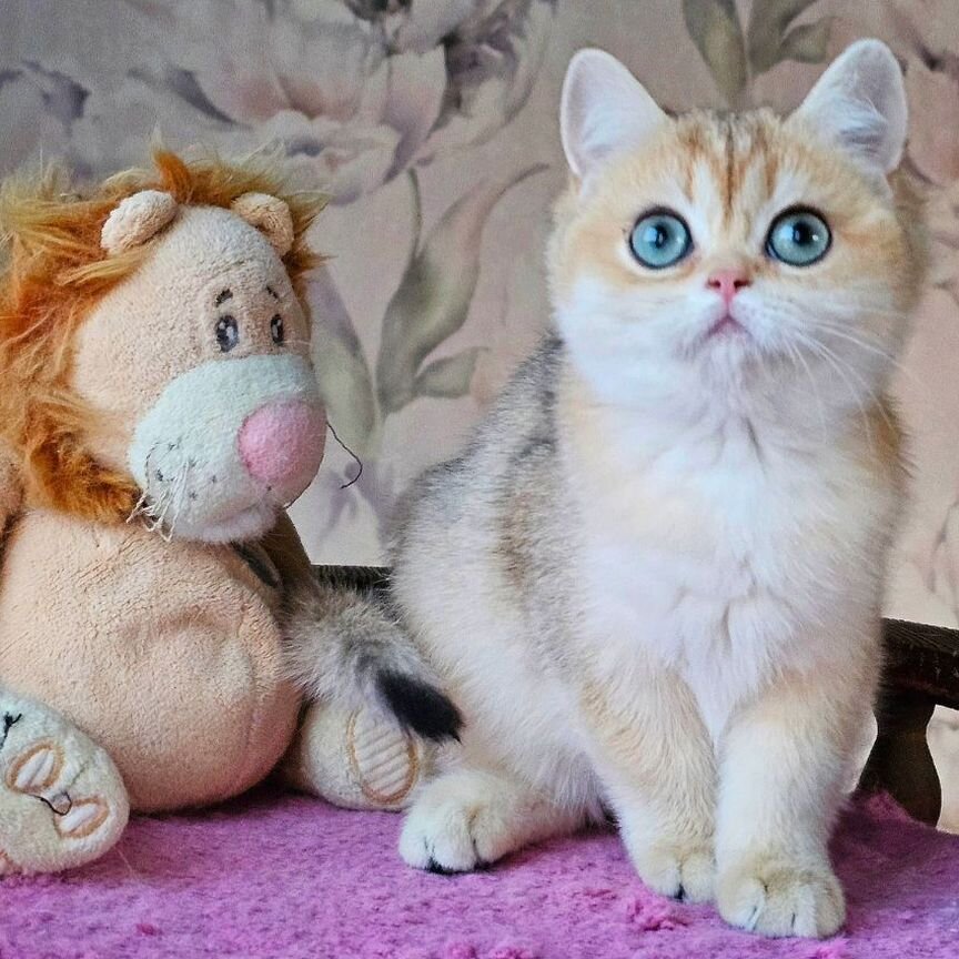 Британский короткошёрстный котёнок