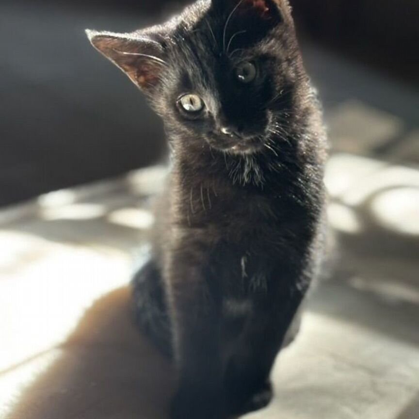 Черный котик