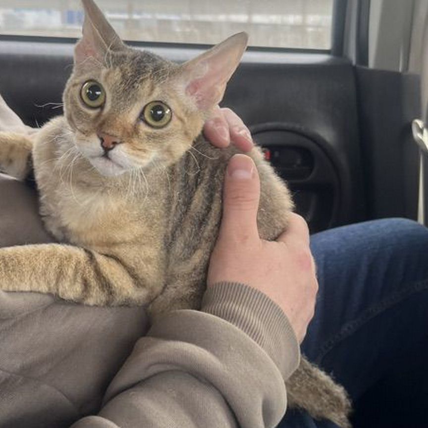 Кошки