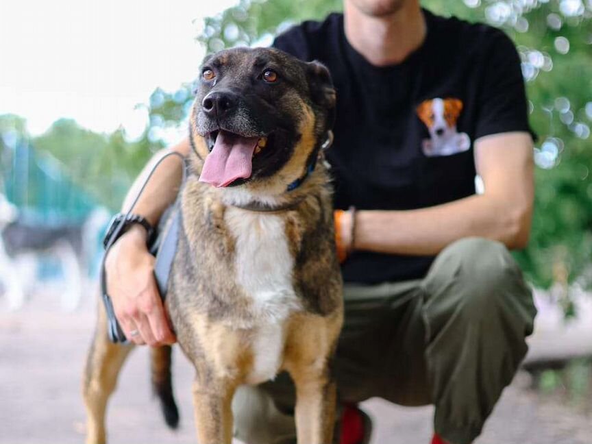 Чудесный Добби ждёт семью