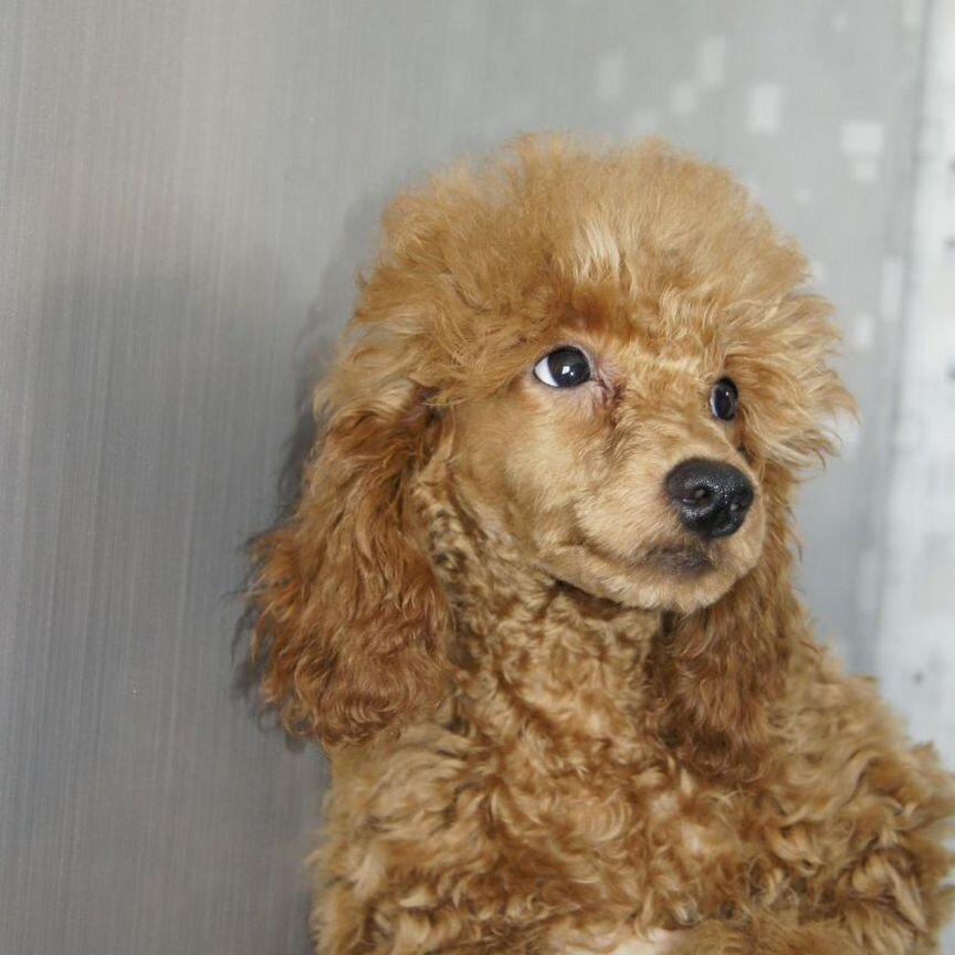 Пудель щен пацан