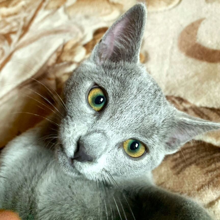 Русский голубой котёнок