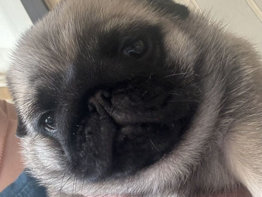 Щенок мопса