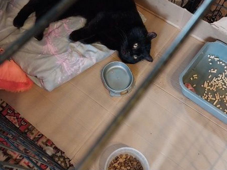 Кот кастрированный