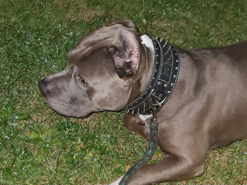 Собака амстафф