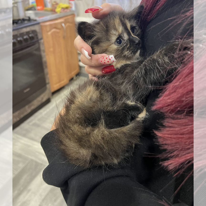 Отдам в добрые руки котенка