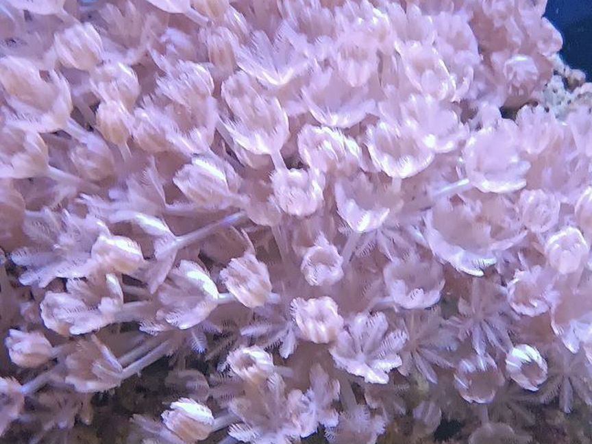 Ксения пульсирующая коралл