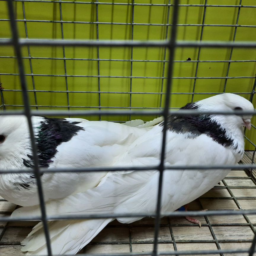 Ижевские голуби