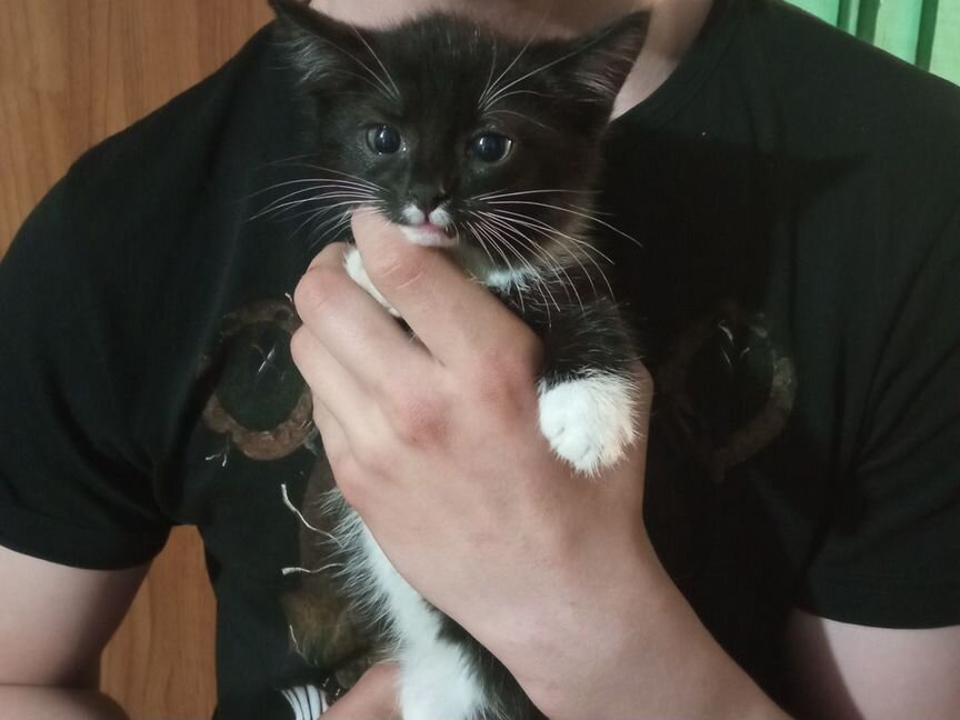 Отдам в добрые руки кошечку