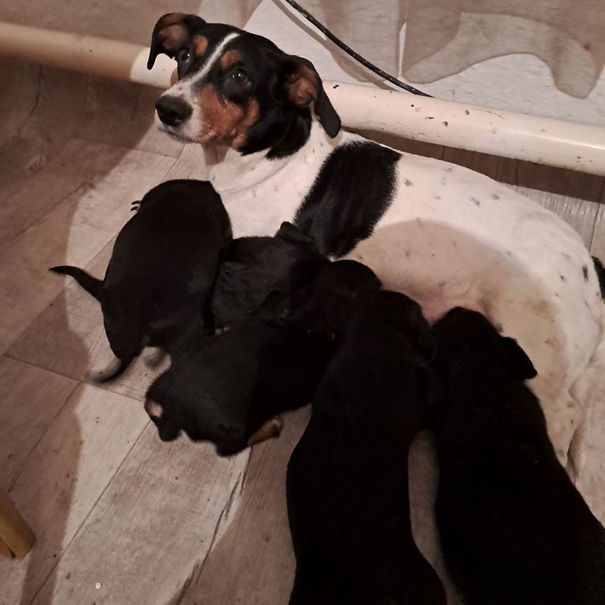 Джек-рассел-терьер, щенок