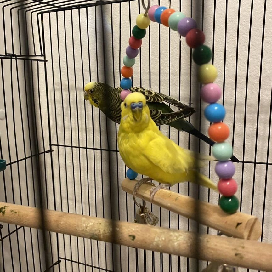 Волнистый попугай с клеткой