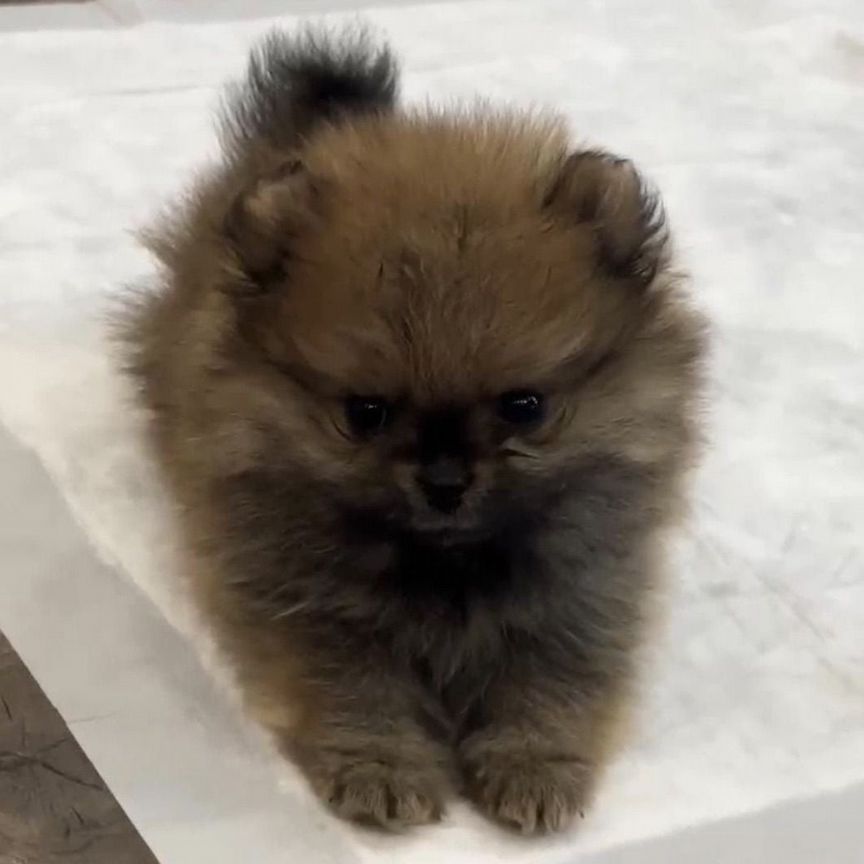 Померанский шпиц, щенок