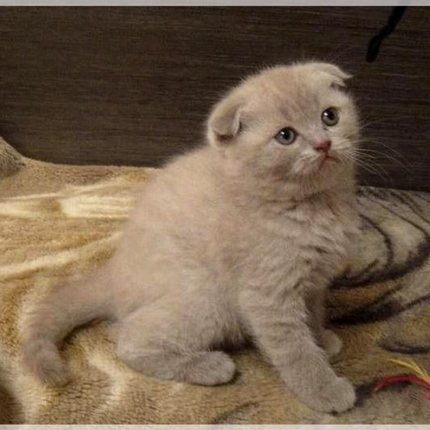 Шотландский вислоухий короткошёрстный котёнок