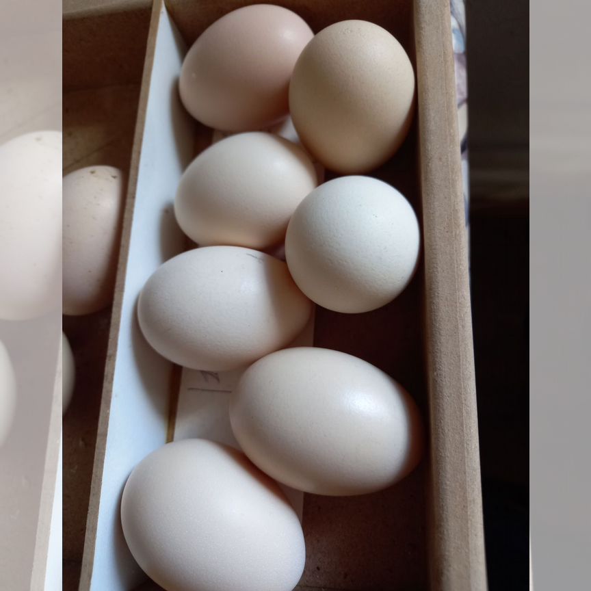 Яйца для инкубации китайской шелковой