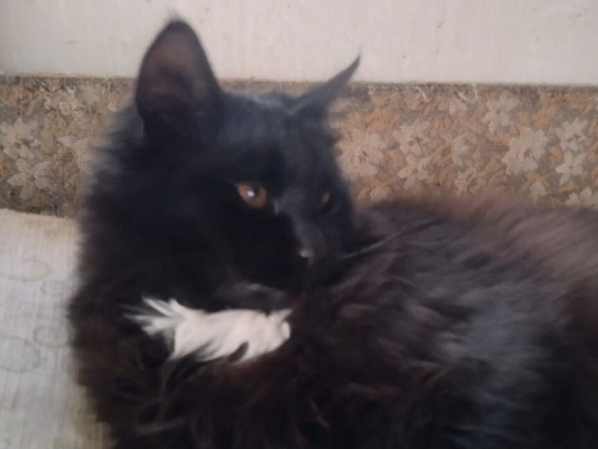 Котята сибирской кошки