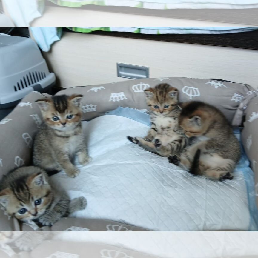 Шотландские прямоухие котята