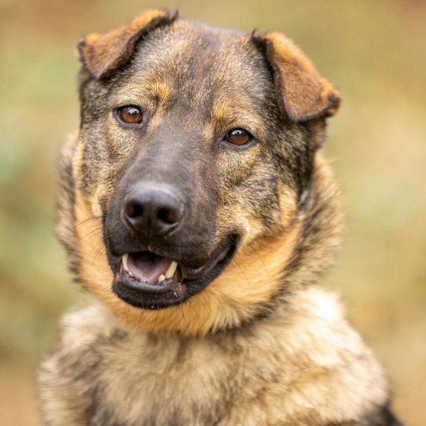 Тоби ищет дом