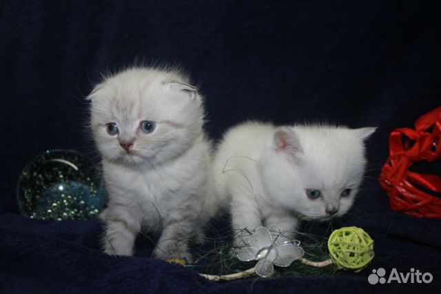 Котята драгоценных окрасов