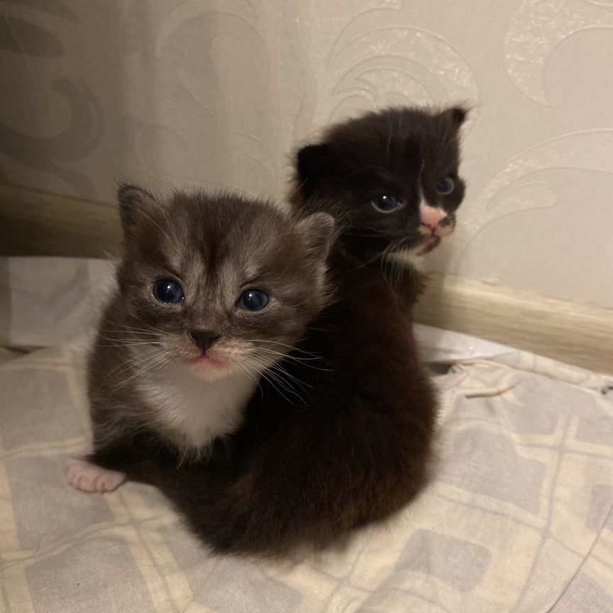 Котятки, кошка, кот в добрые ручки бесплатно