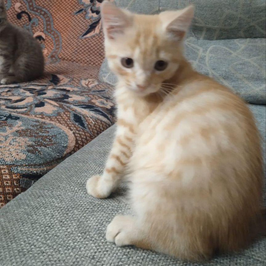 Котёнок в добрые руки