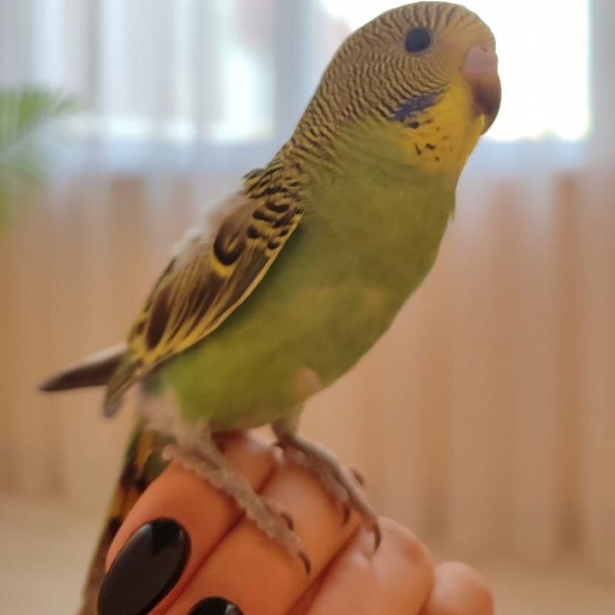 Волнистый попугай (птенцы)