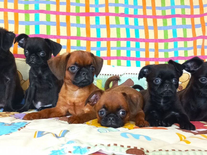 Чёрные и рыжие птишечки малышечки