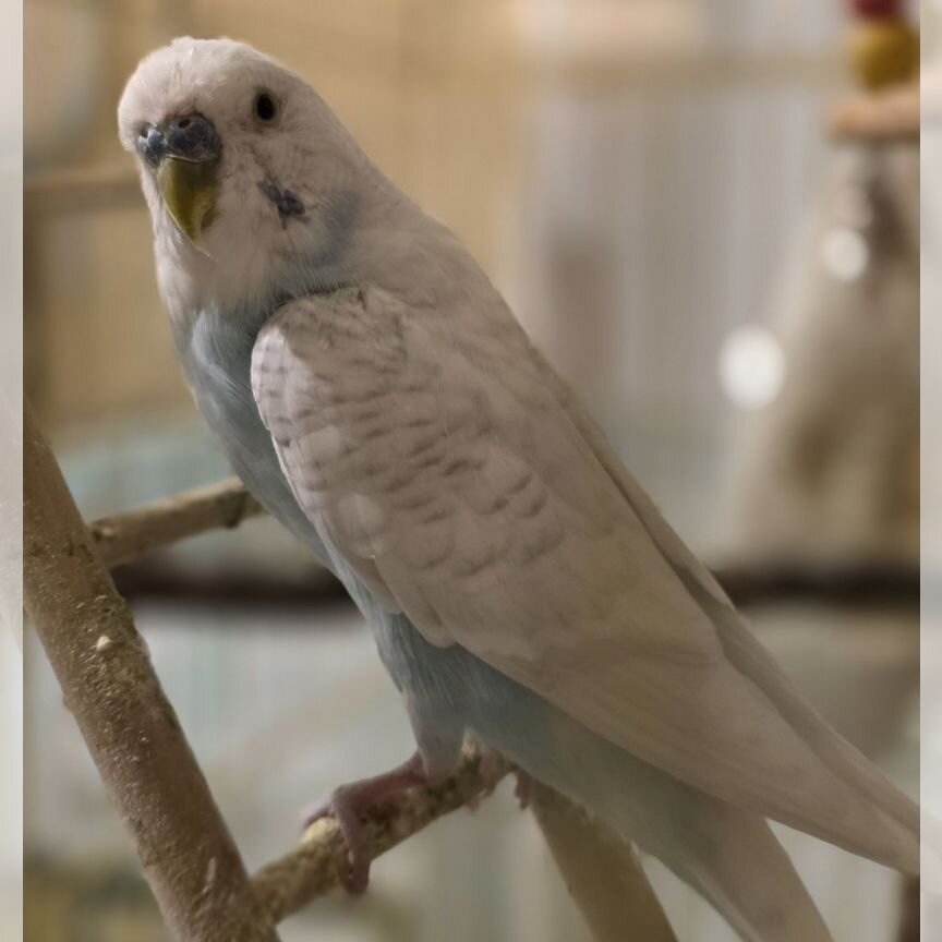 Волнистый попугай с клеткой