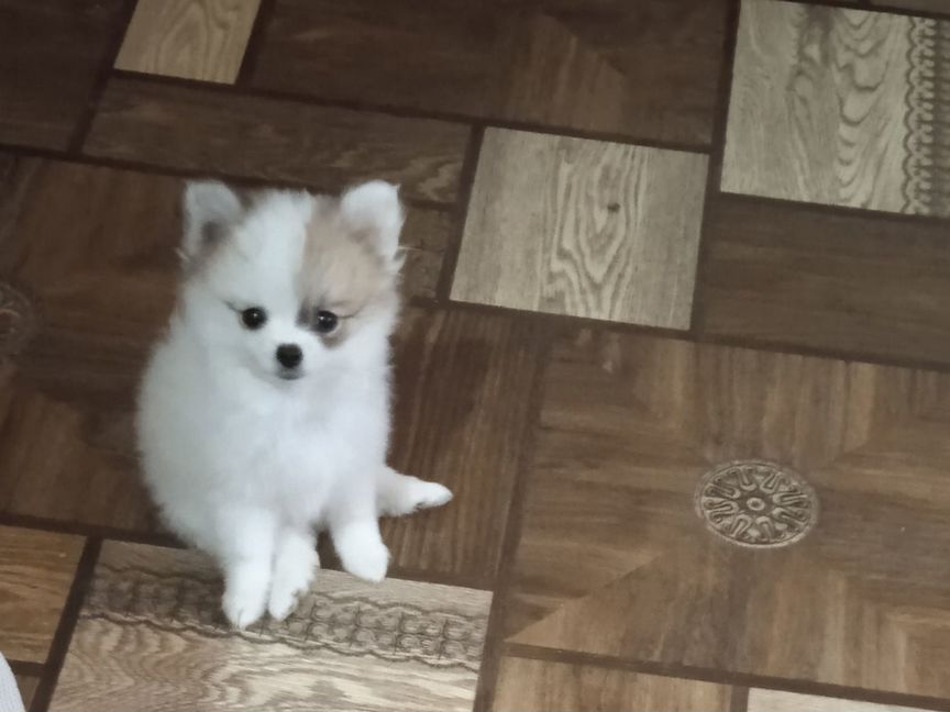 Продам щенка чихуахуа