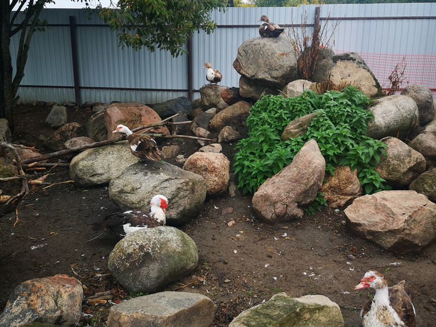 Гуси и утки