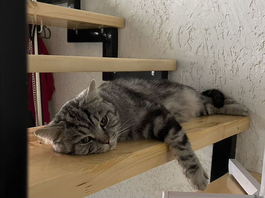 Британский кот бесплатно