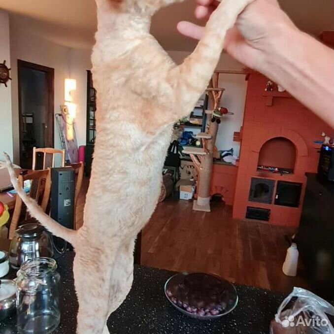 Кот корниш-рекс