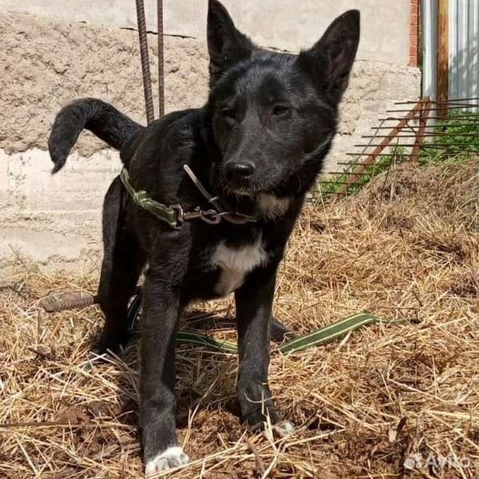 Собака в добрые руки помесь лайки