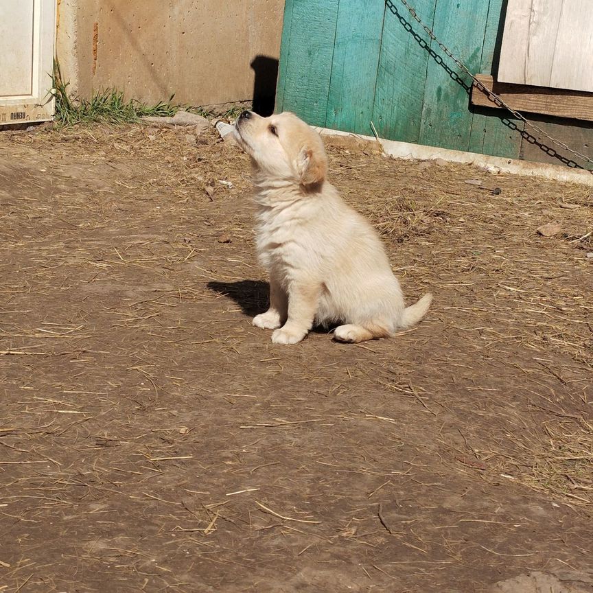 Щенки
