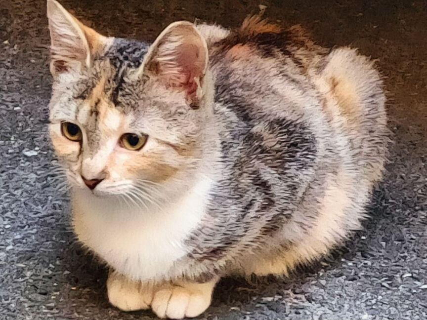 Кошка молодая (котенок) в добрые руки