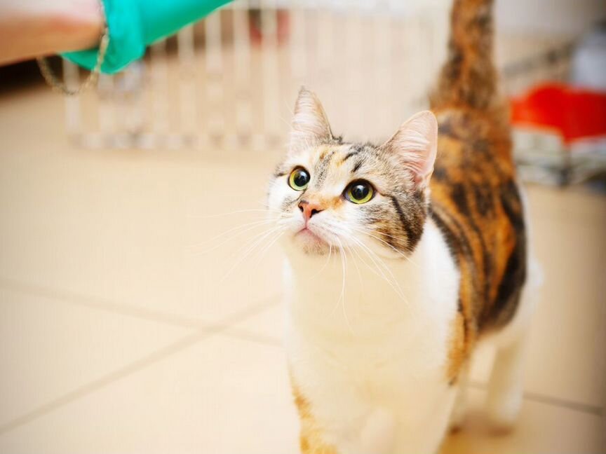 Трехцветная кошка Аляска