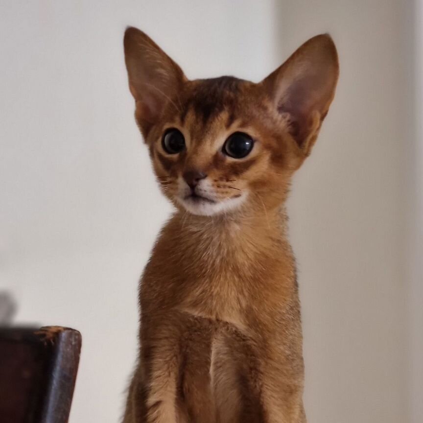 Абиссинская кошка