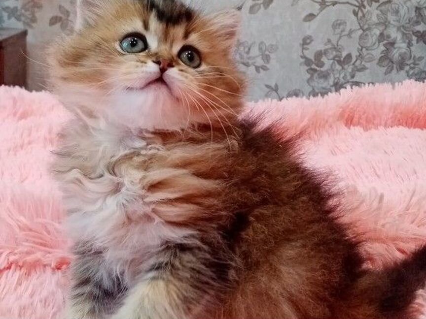 Шотландская золотая девочка хайленд страйт