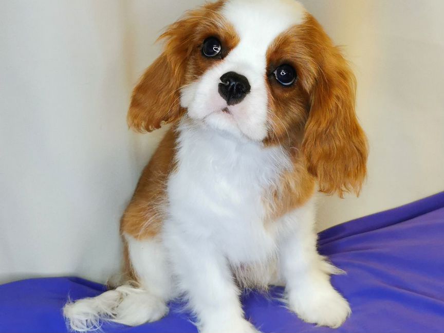Кавалер Кинг Чарльз спаниель