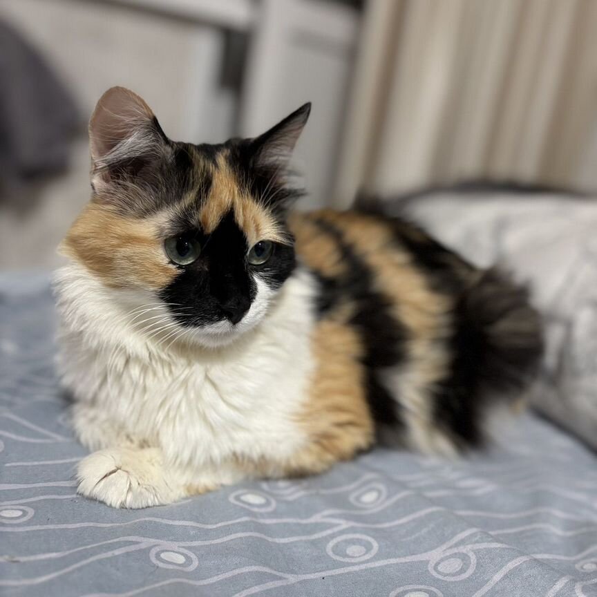 Кошечка